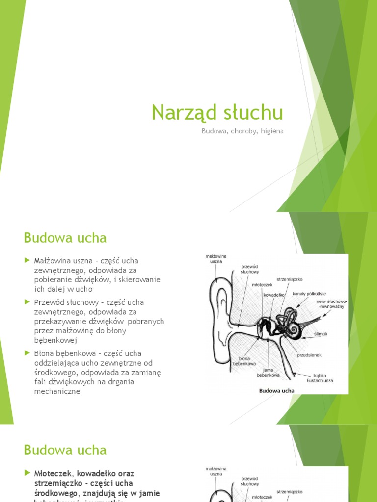 Prezentacja - Ucho | PDF