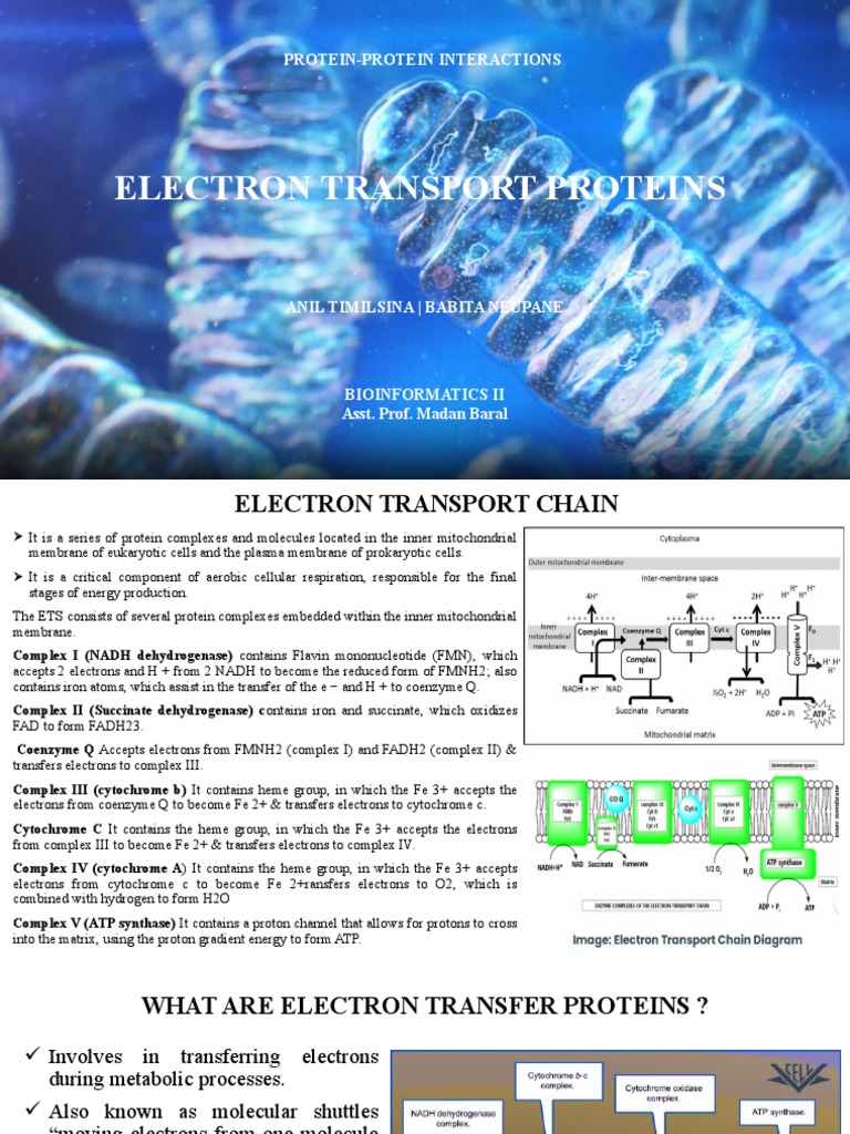 Electron Transport Proteins | PDF
