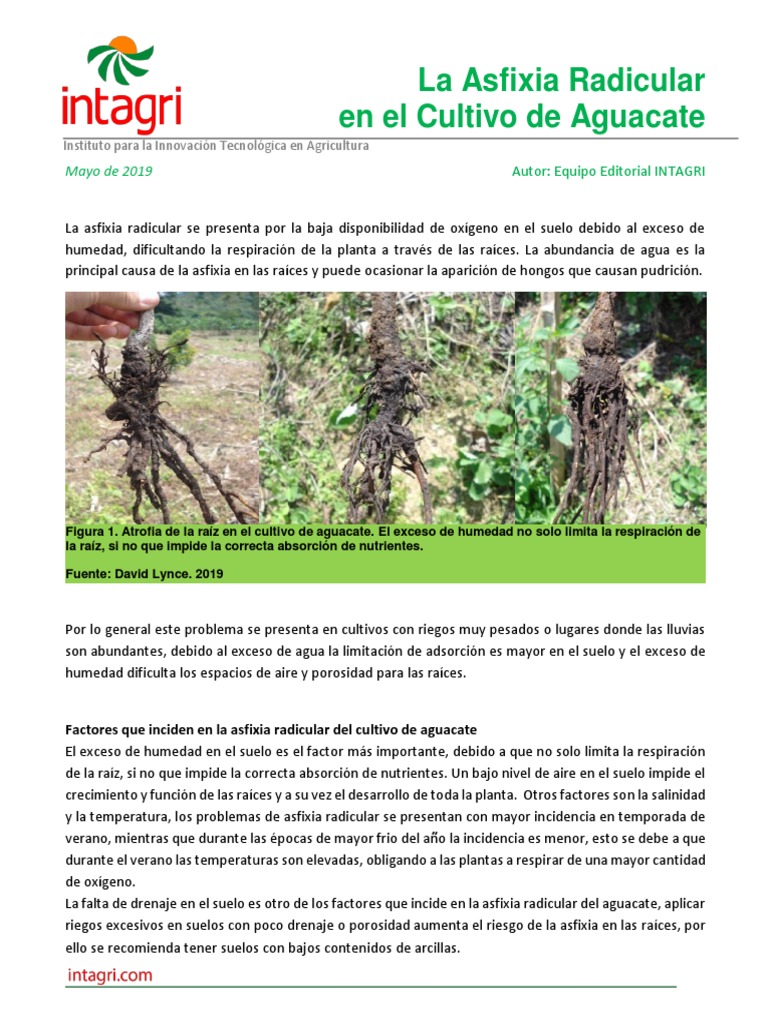 La Asfixia Radicular en El Cultivo de Aguacate | PDF