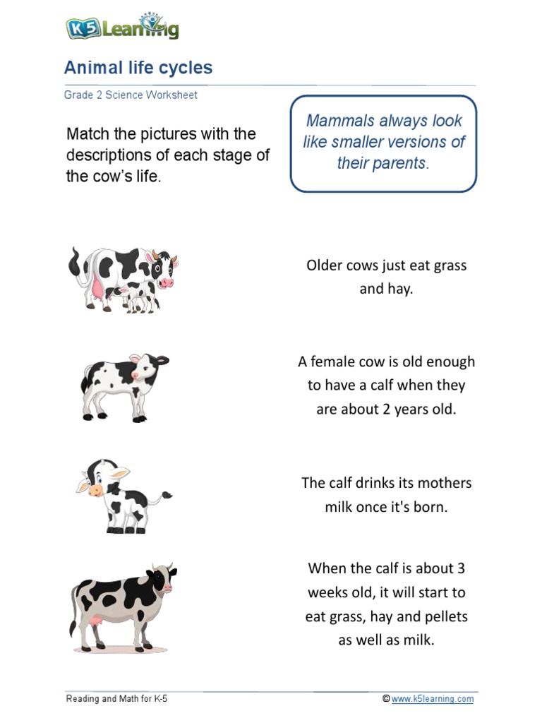 Grade 2 Cow Life Cycle Worksheet | PDF
