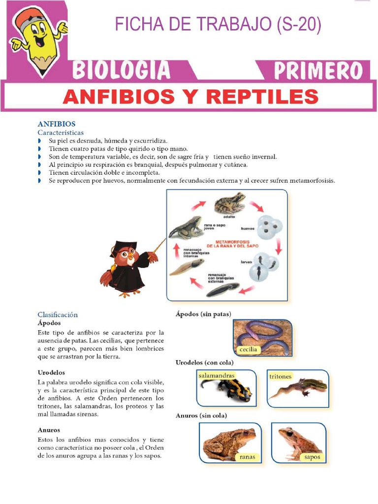 6 Anfibios-y-Reptiles-para-Primero-Grado-de-Secundaria - Page-0001 | PDF
