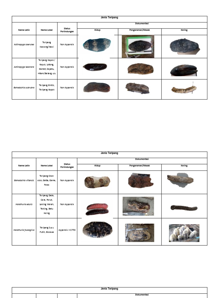 Jenis Teripang - BPSPL MKS | PDF