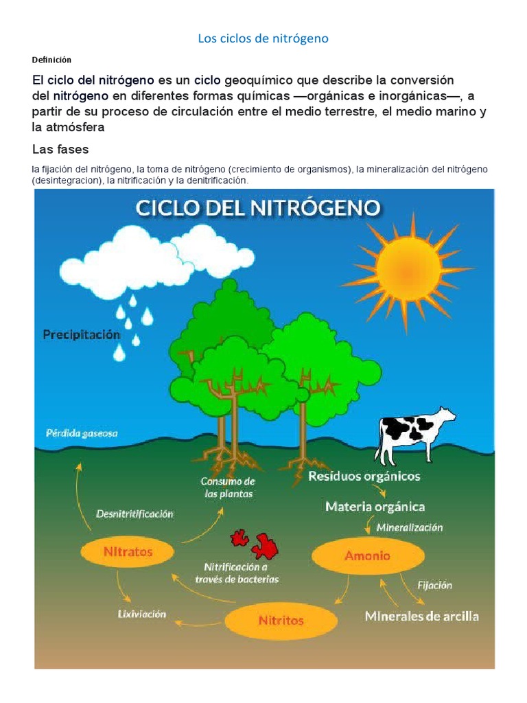 Los Ciclos de Nitrógeno | PDF | Ciencias sociales