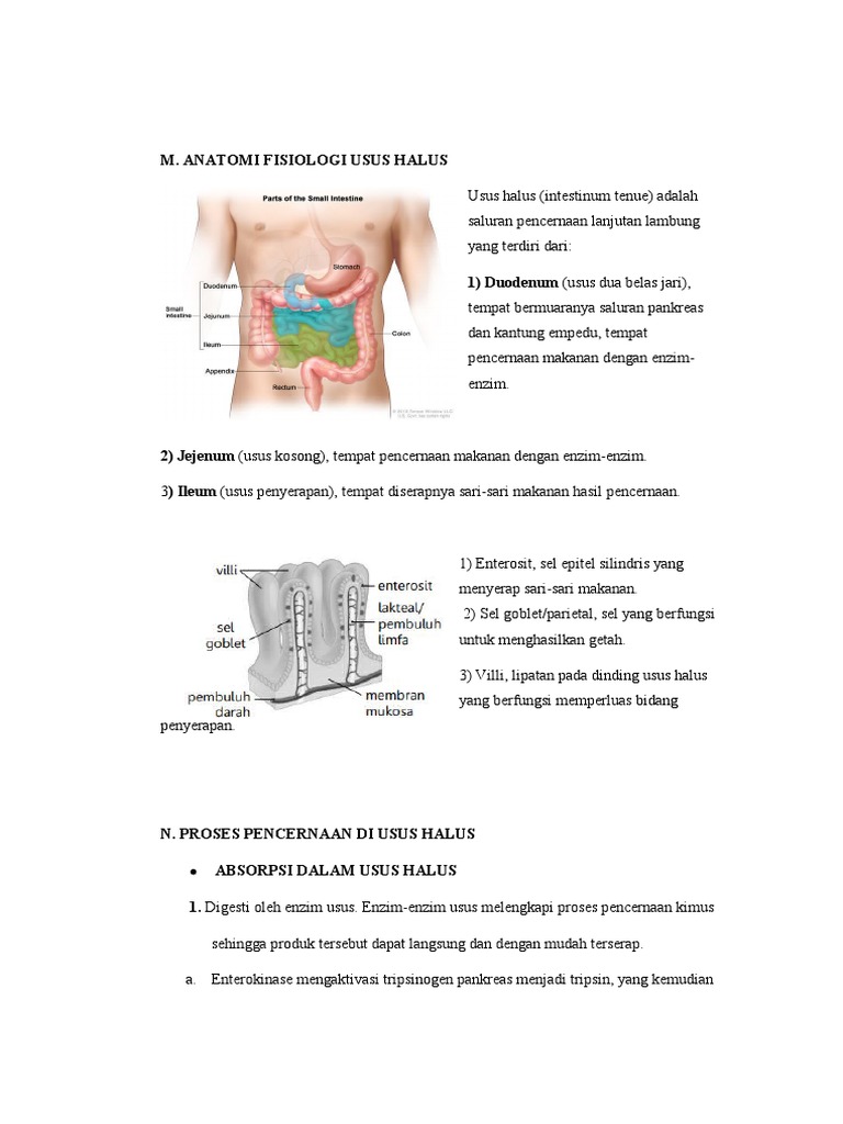 Anatomi dan Fungsi Usus Halus | PDF
