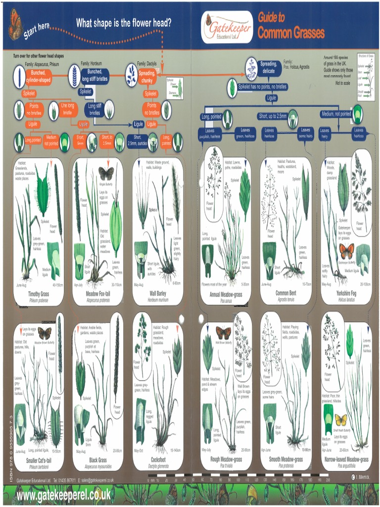 Guide To Common Grasses | PDF