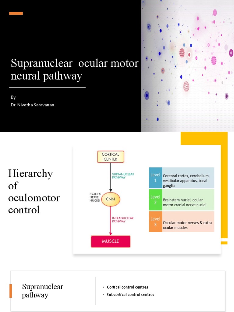 supranuclear oculomotor pathway | PDF