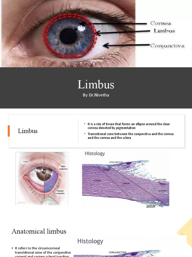 limbus | PDF
