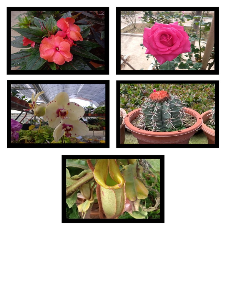 Sumber Ilham Flora Dan Fauna | PDF