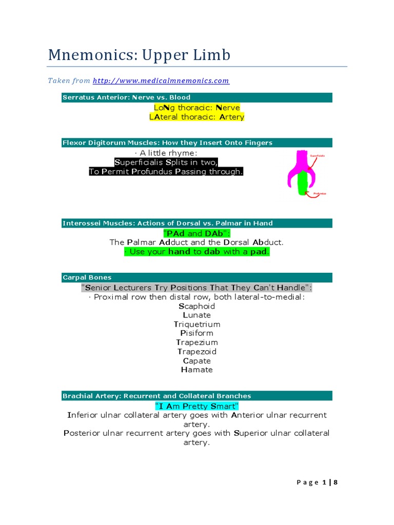 Upper Limb Mnemonics 2 | PDF | Thumb | Hand