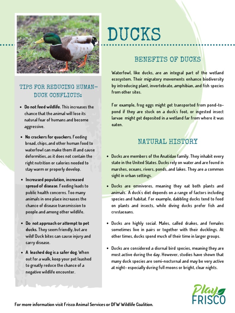 Duck Fact Sheet - 202103301529070018 | Download Free PDF | Duck | Wildlife