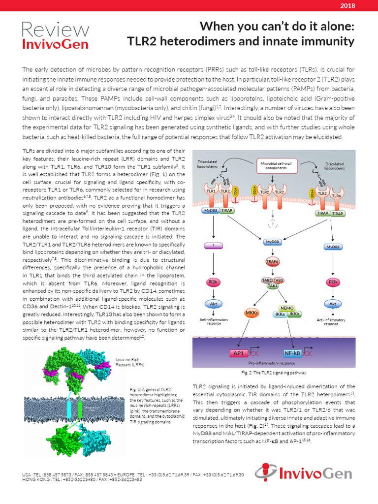 Revision Inmunologica TLR2-invivogen | PDF