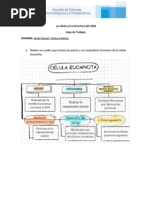Hoja De Trabajo De Etiquetado De La Estructura Del Adn Genetica