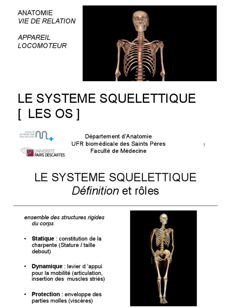 Anatomie du Système Squelettique | PDF