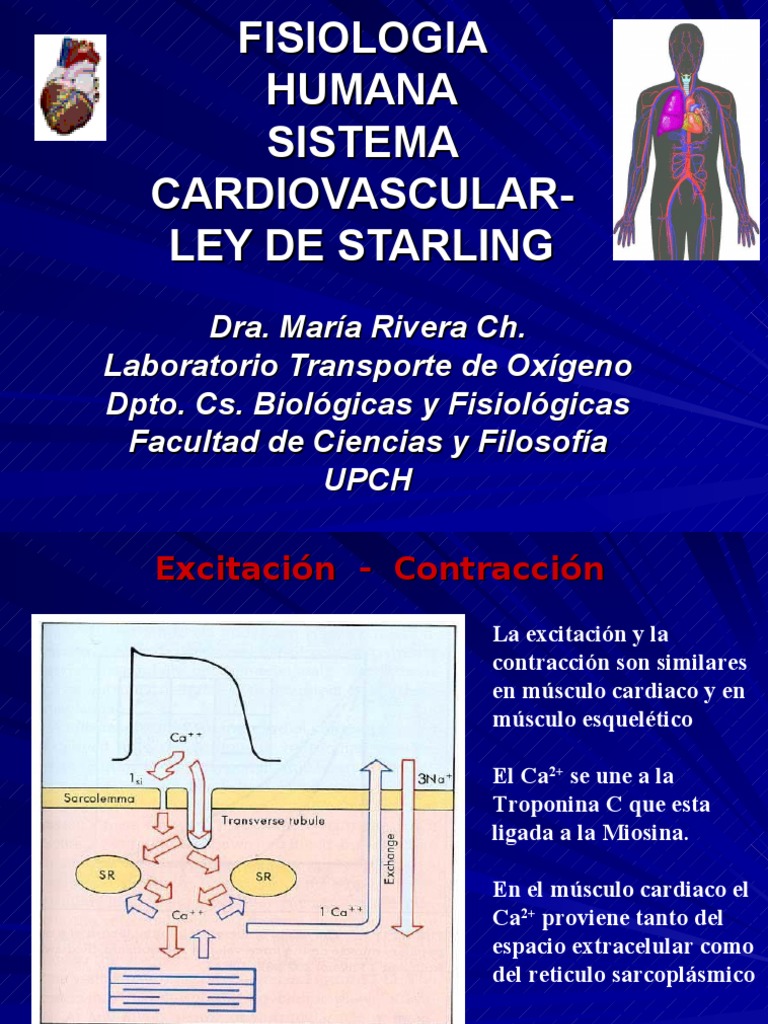 Ley de Starling y Flujo Humano 2006-1 | Artería | Sistema circulatorio