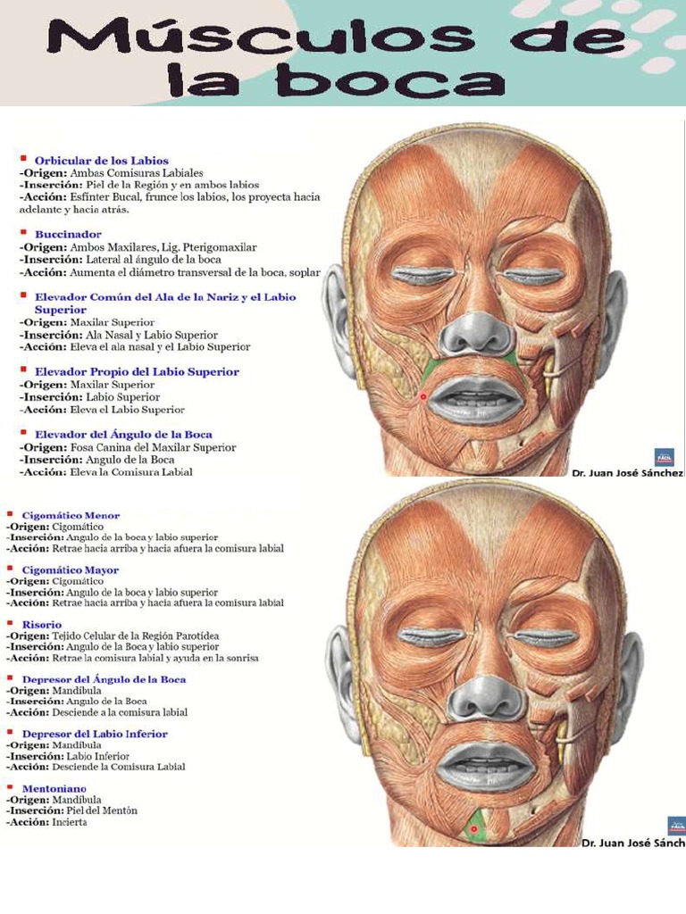 MÚSCULOS DE LA BOCA | PDF