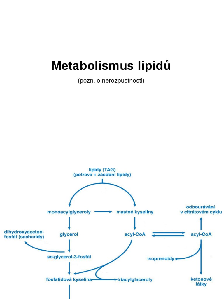 Biochemie I 13 Metabolismus Lipidu | PDF