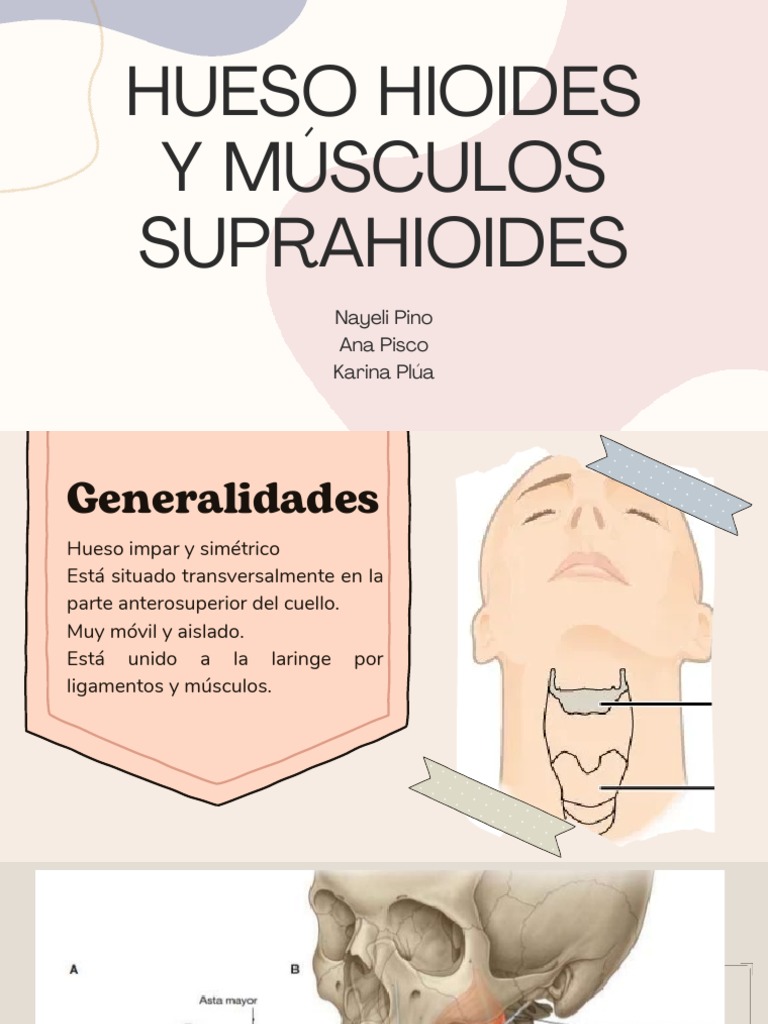 Anatomía del Hueso Hioides y Músculos | PDF