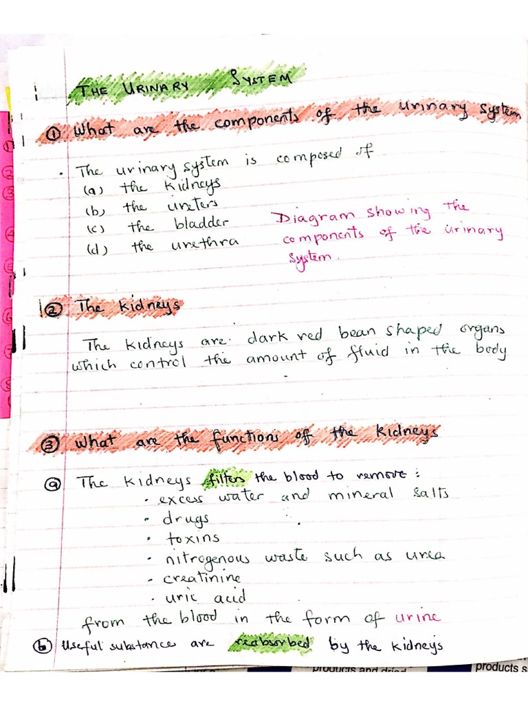 7.the Urinary System | PDF