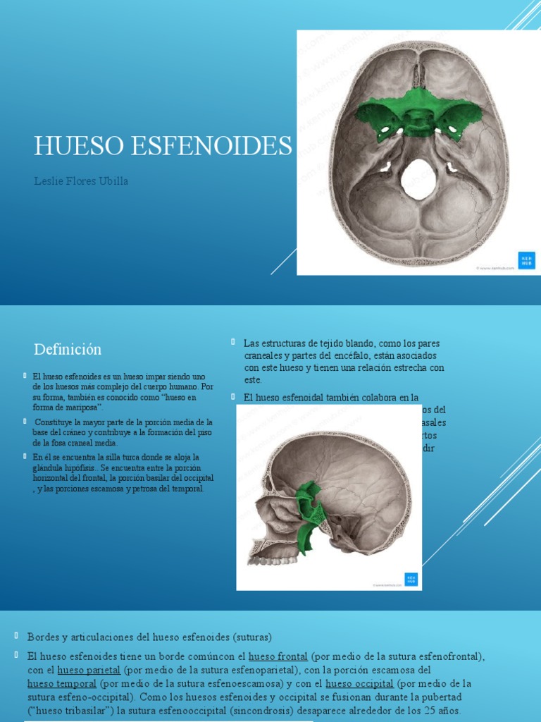 Anatomía y Funciones del Hueso Esfenoides | PDF | Sistema ...