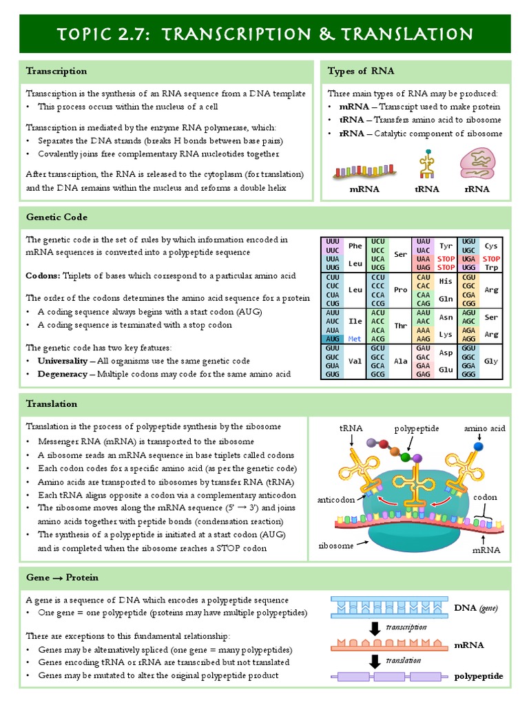2.7 Transcription & Translation | PDF | Genetic Code | Translation (Biology)