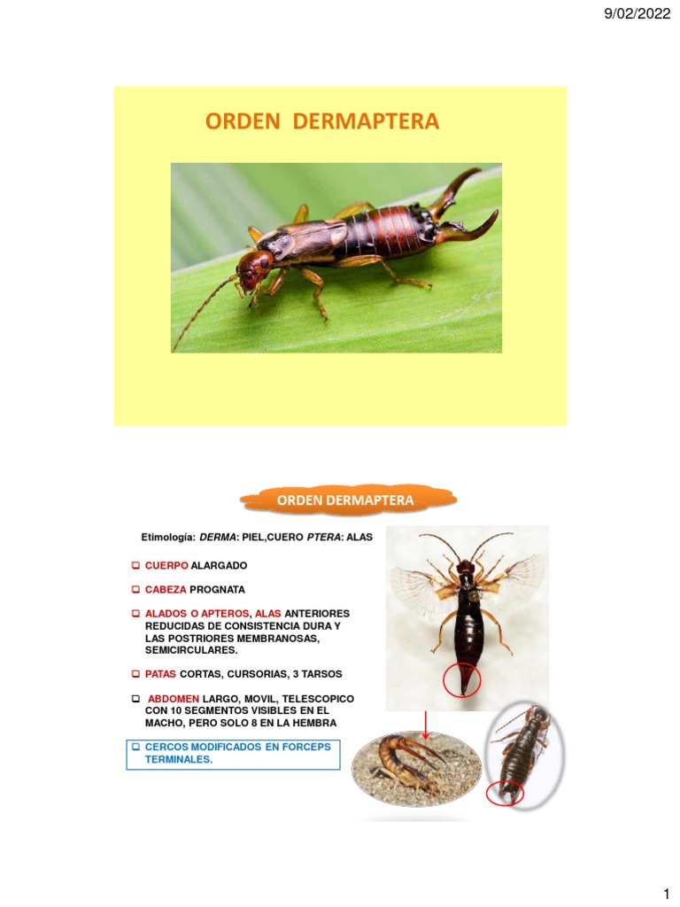 Clase de Dermapter Embioptera Psocoptera Thysanoptera 2021 II | PDF