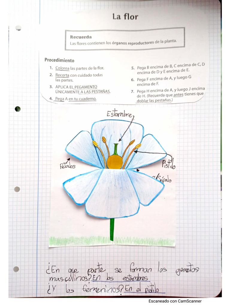 Montar Una Flor | PDF