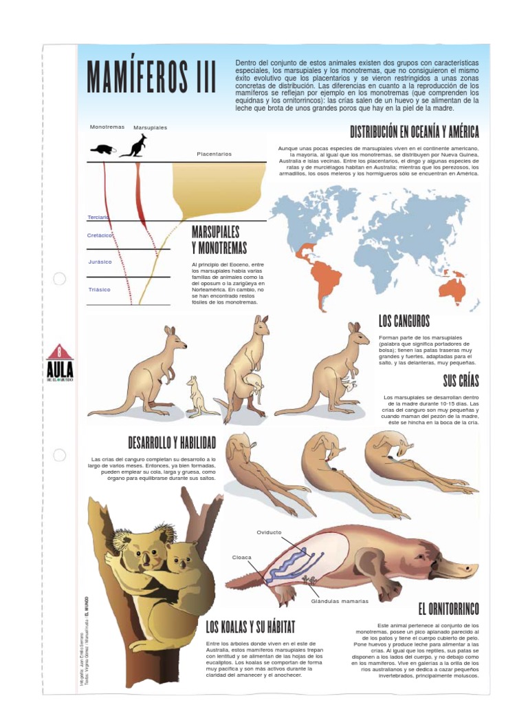 Mamiferos Parte 3 | PDF | Marsupiales | Mamíferos