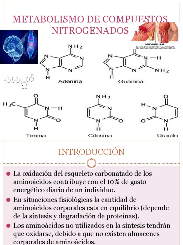 Metabolismo de Compuestos Nitrogenados | PDF | Metabolismo | Procesos ...