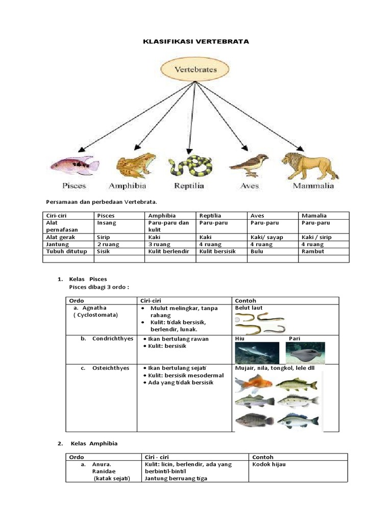 Klasifikasi Vertebrata | PDF | Griya & Taman | Sains & Matematika