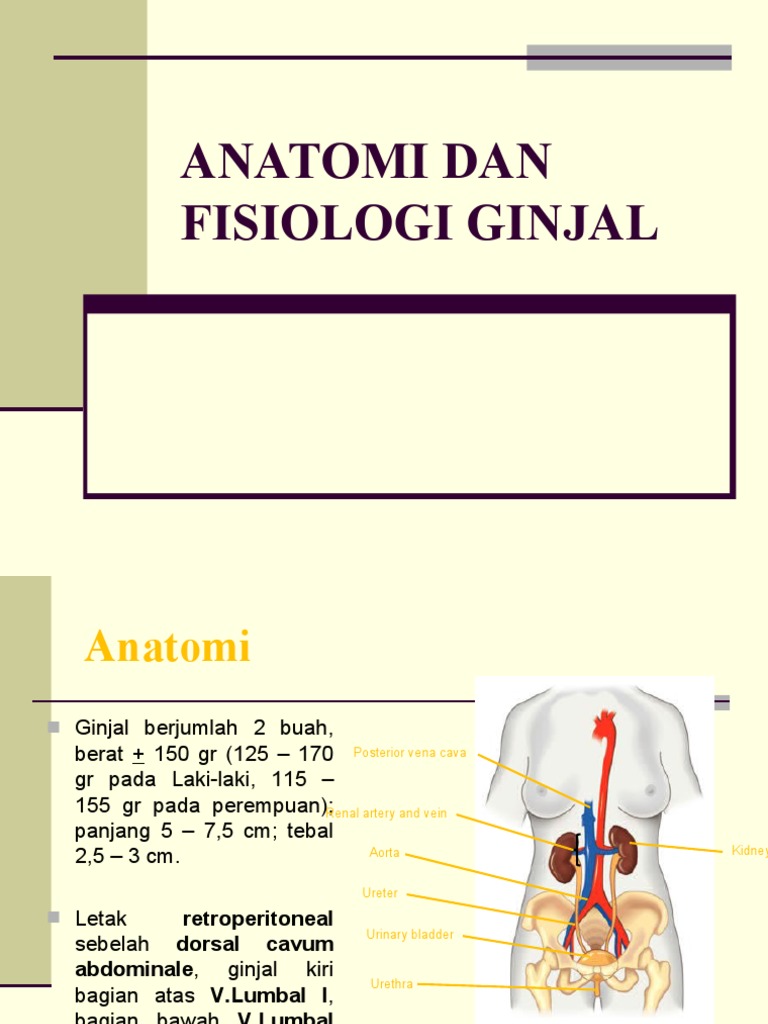 Anatomi Ginjal | PDF