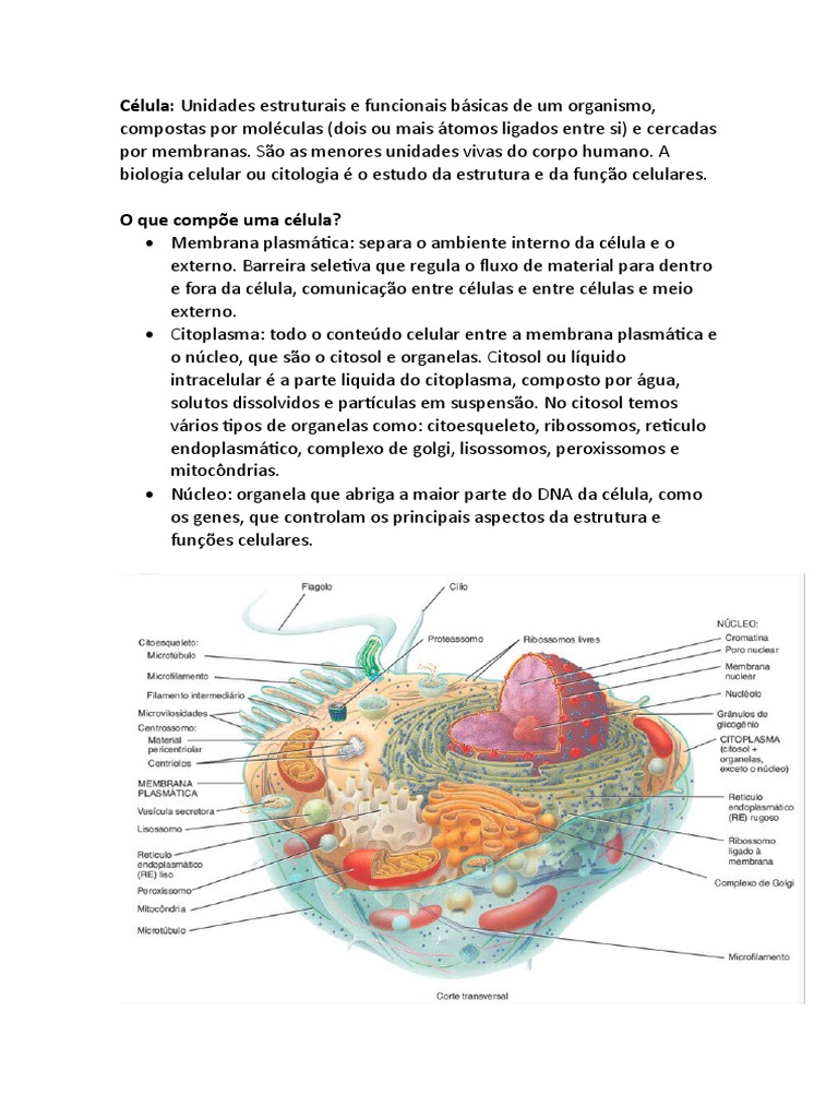 Estudo APG Citologia | PDF