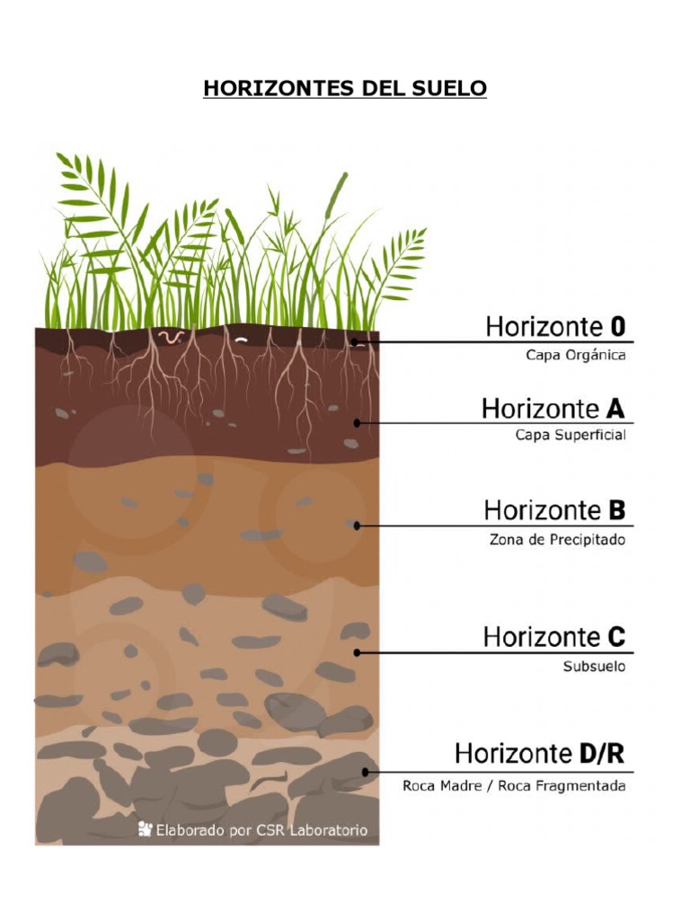 Horizontes del suelo y tipos de suelos | PDF