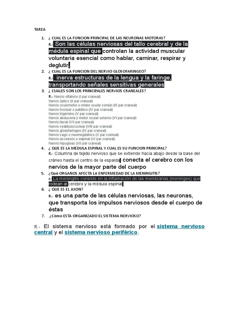 Nuevo Documento de Microsoft Word | PDF | Sistema nervioso | Nervio