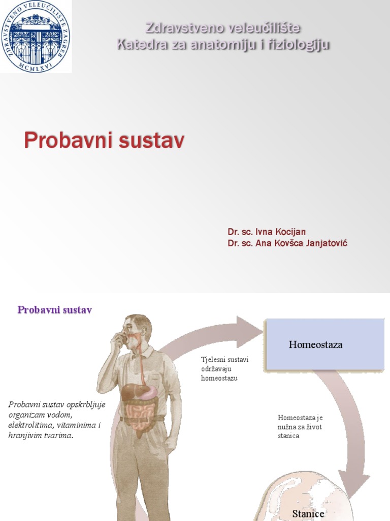 13 Probavni | PDF