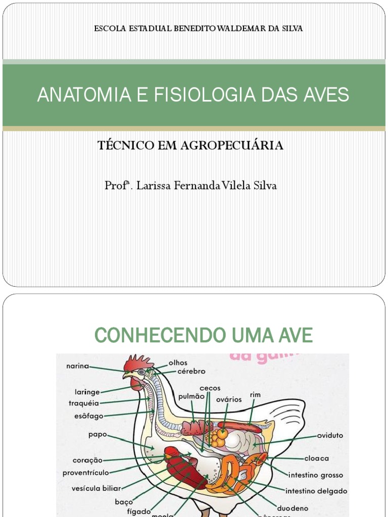Anatomia e Fisiologia Das Aves - Aula 3 PDF | PDF | Casa e Jardim