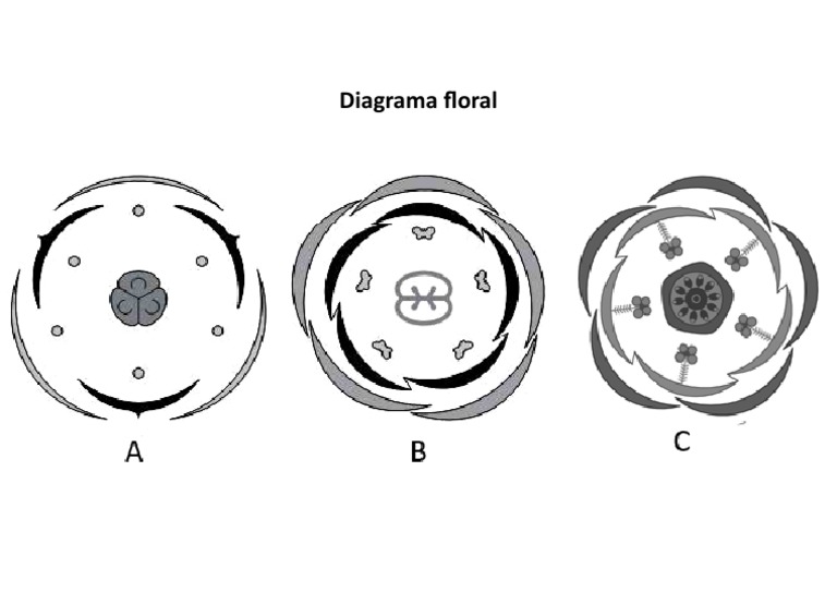 Diagrama Floral | PDF