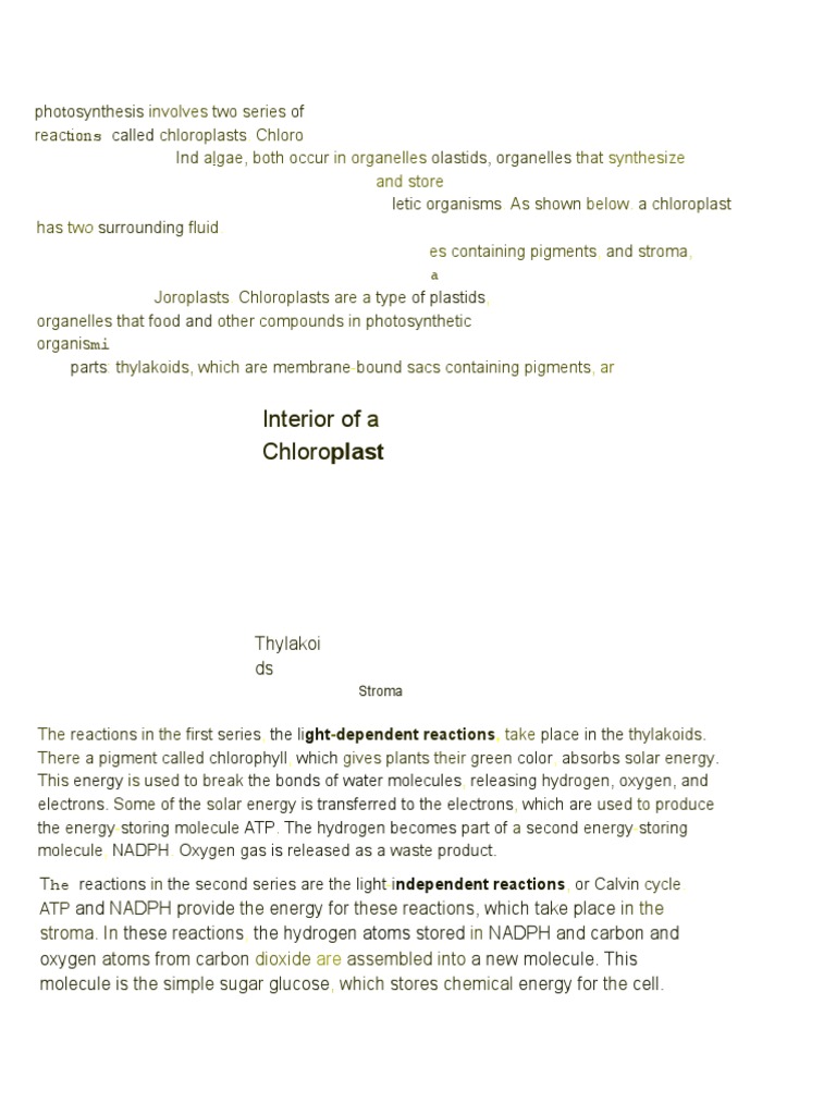 Photosynthesis Worksheet | PDF | Photosynthesis | Chloroplast