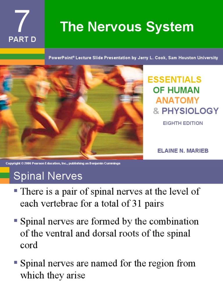 Autonomic Nervous System Power Point Pdf Autonomic Nervous System Nervous System 