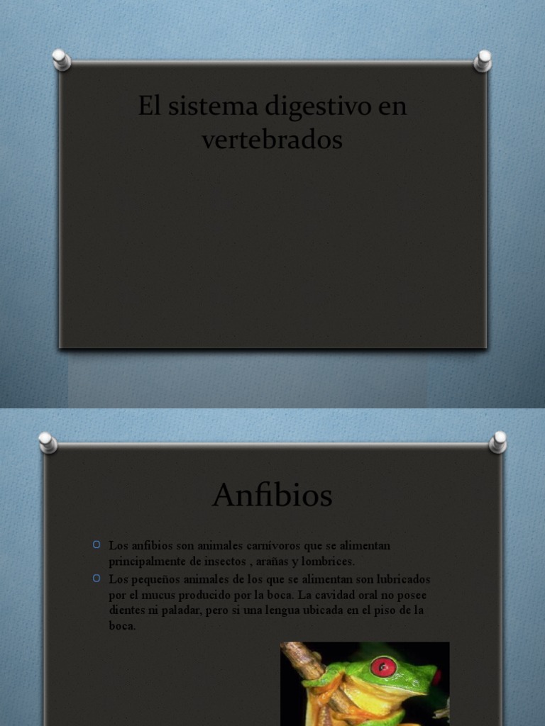 El Sistema Digestivo en Vertebrados | PDF