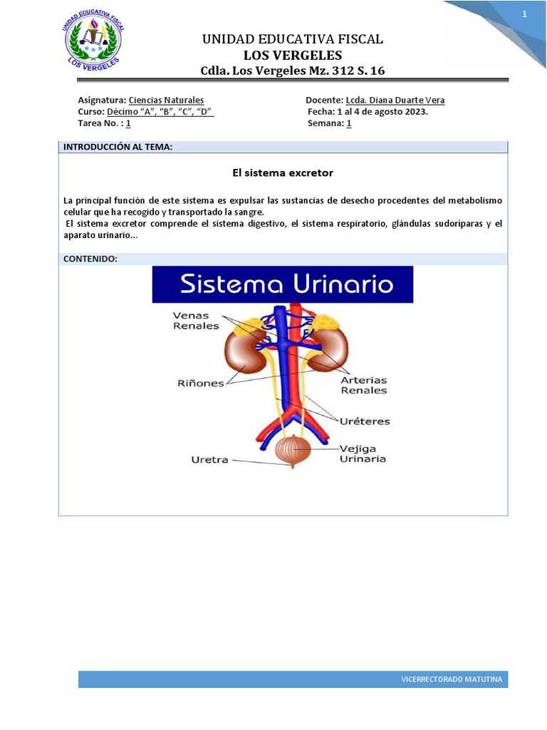 10mo Sistema Urinario Tarea 1 | PDF | Sistema urinario | Orina