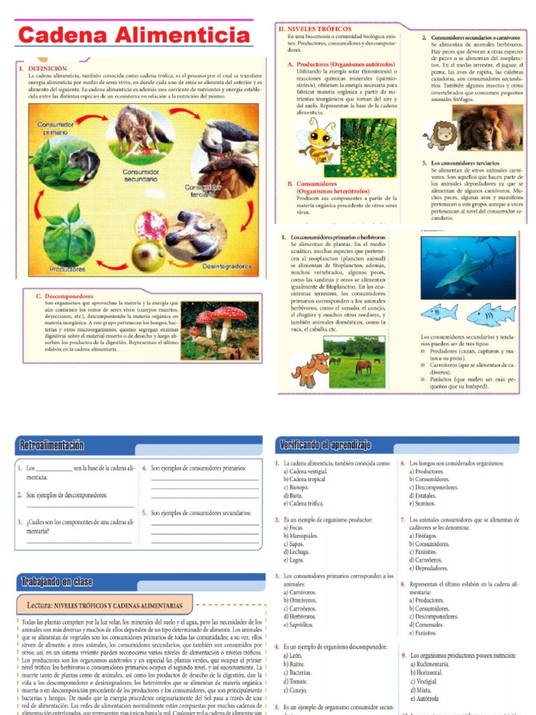 Cadena Alimenticia | PDF