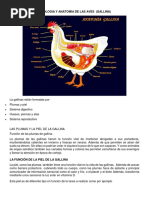 Anatomia y Fisiologia Del Pollo | PDF | Pollo | Anatomia animal