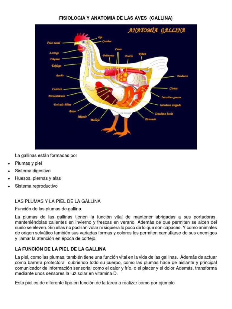 Fisiologia y Anatomia de Las Aves | PDF | Digestión | Sistema digestivo humano