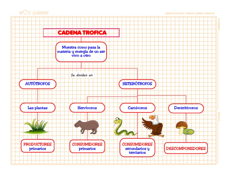 Cadena Trófica | PDF
