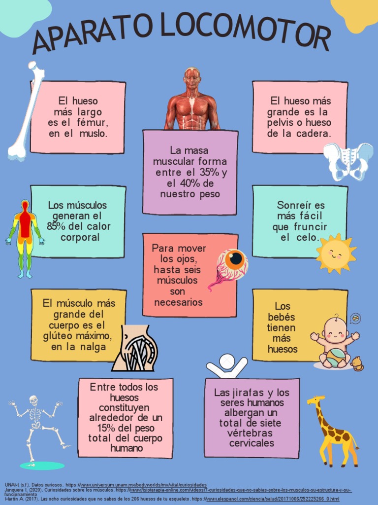 Cartel de Ciencias de La Salud | PDF | Nalgas | Anatomía