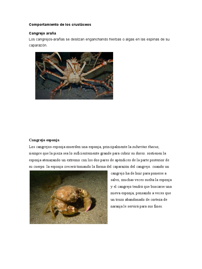 Comportamiento de Los Crustáceos | PDF | Crustáceo | Reproducción
