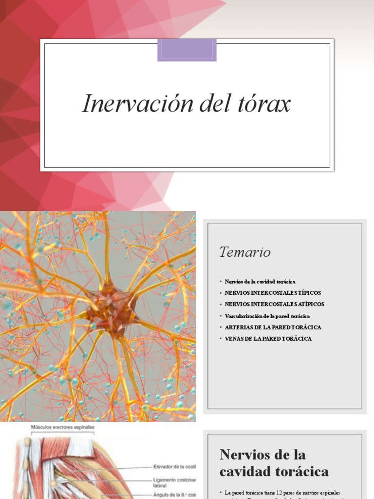 Inervación del tórax y nervios intercostales | PDF