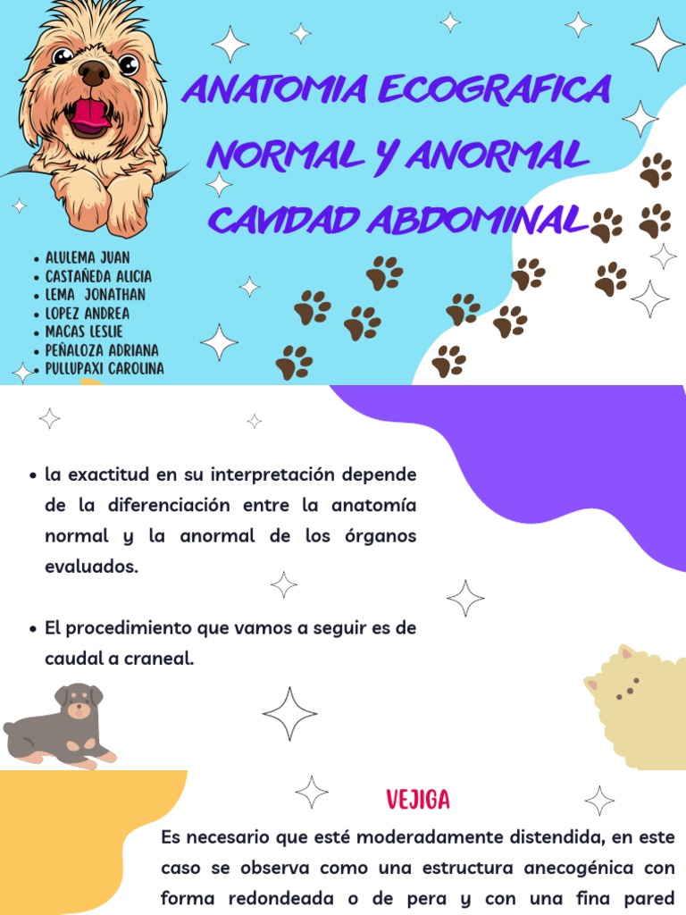 Anatomía Ecográfica Normal y Anormal Cavidad Abdominal | PDF