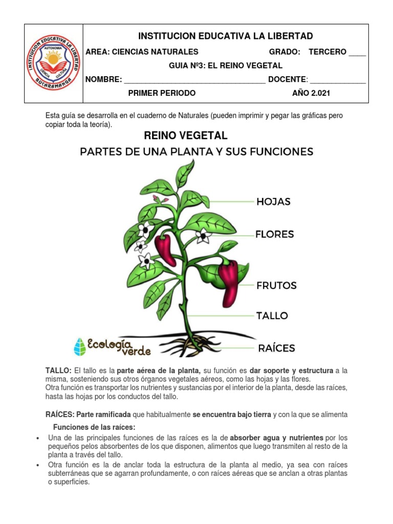 CIENCIAS NATURALES GUIA 3 Reino Vegetal, Partes Planta y Fotosintesis | PDF