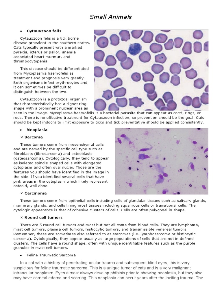 Extra Information For Navle | PDF